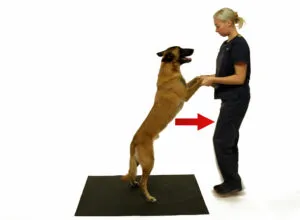Wibbi - Home Exercise Tools for Veterinary Rehabilitation