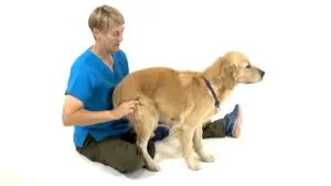 Wibbi - Home Exercise Tools for Veterinary Rehabilitation